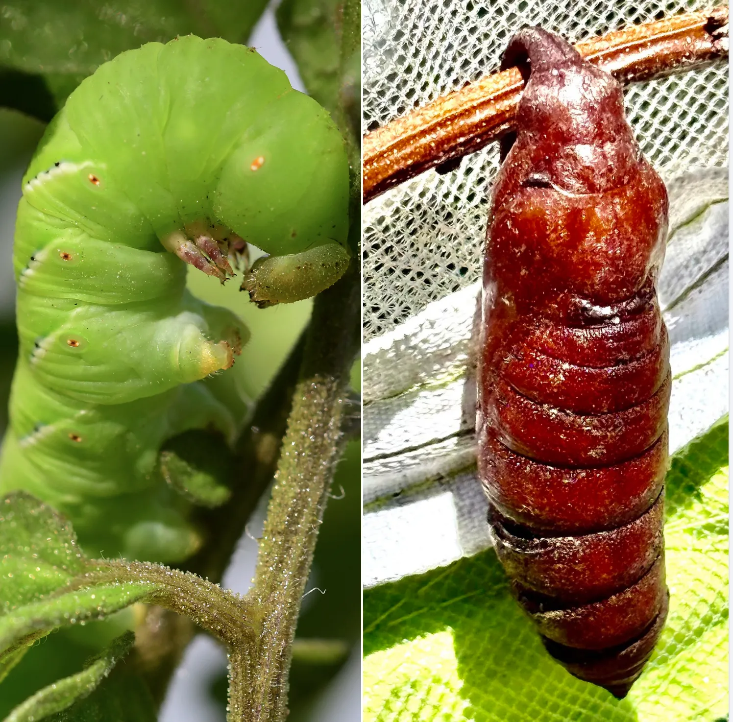 Ever Held a Tobacco Hornworm? | UC Agriculture and Natural Resources